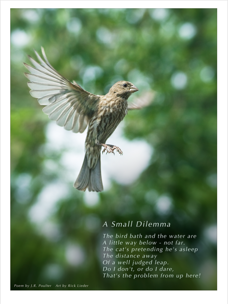A Small Dilemma | Australian Children’s Poetry