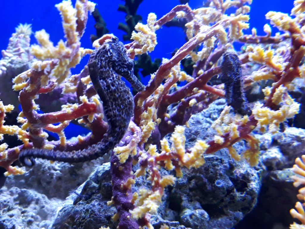 Acrostic Poem | Australian Children’s Poetry