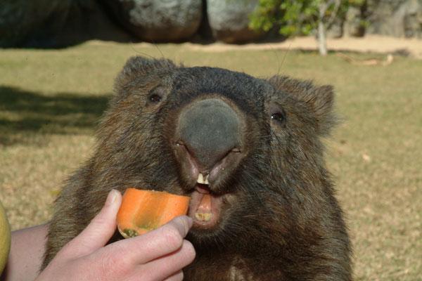 “The wobbly wombat” by James Aitchison | Australian Children’s Poetry