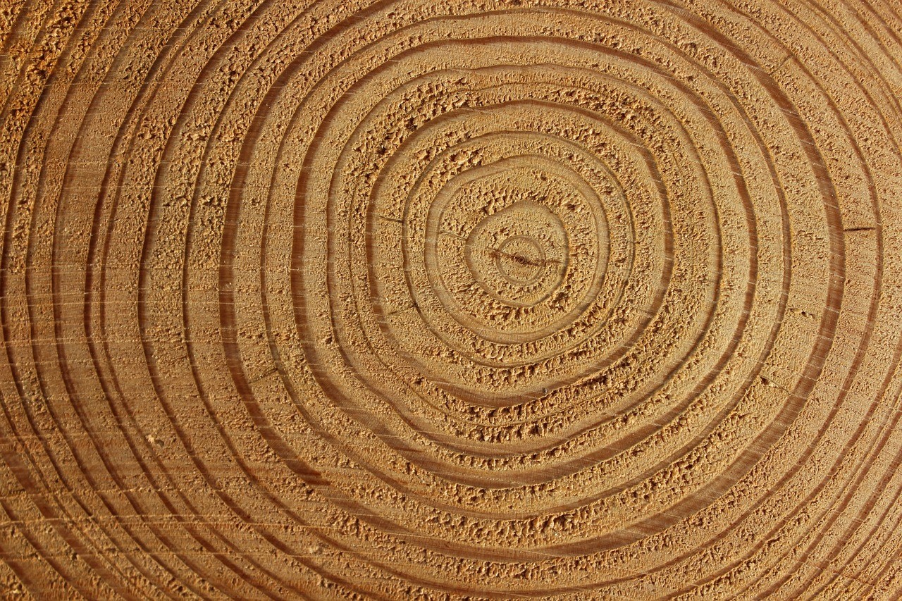 Decoding Tree-rings by Celia Berrell | Australian Children’s Poetry