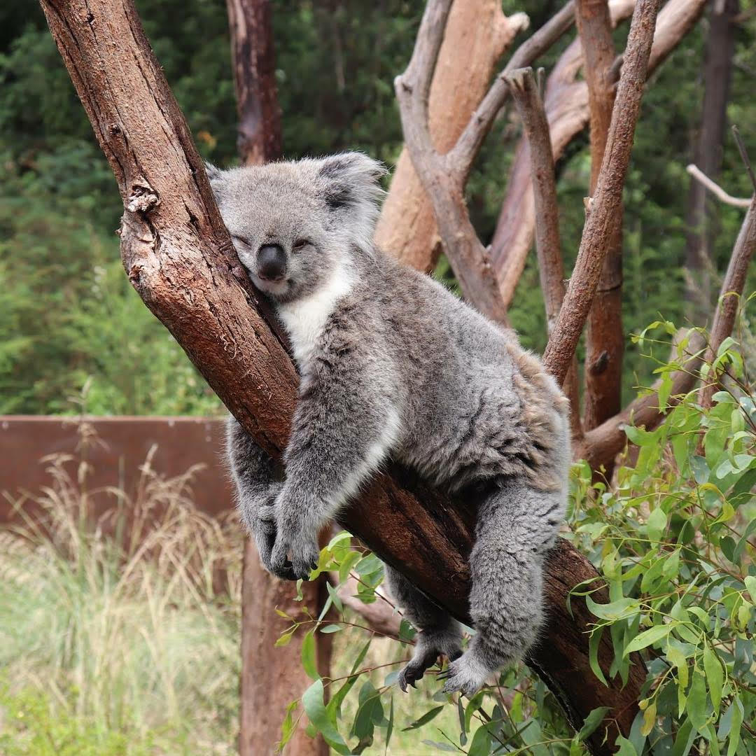 The Sleepy Koala by James Aitchison | Australian Children’s Poetry