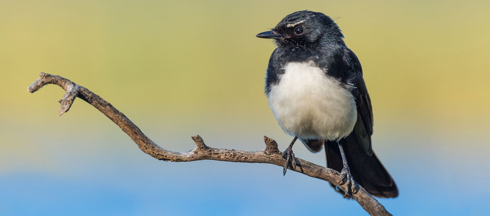 Wagtails 1 2 3 by Graham Seal | Australian Children’s Poetry