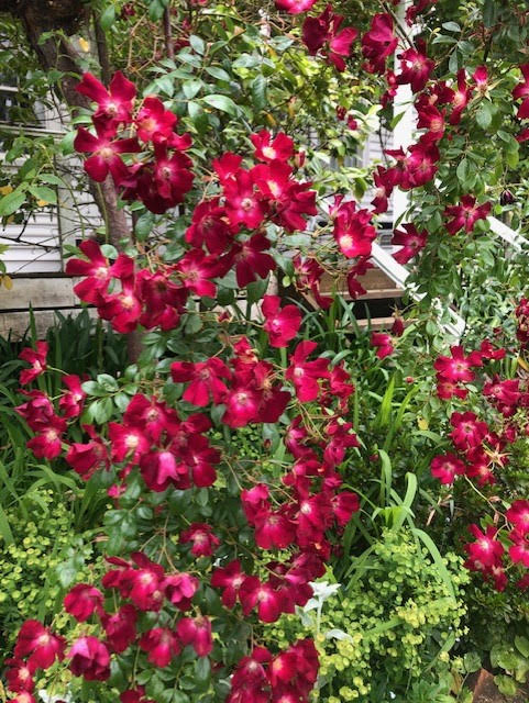 My Special Spring by James Aitchison | Australian Children’s Poetry