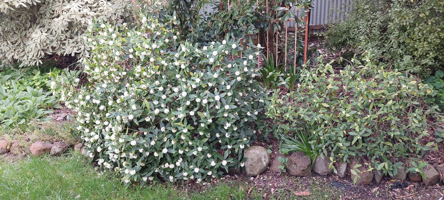 Hello, Daphne! by James Aitchison | Australian Children’s Poetry
