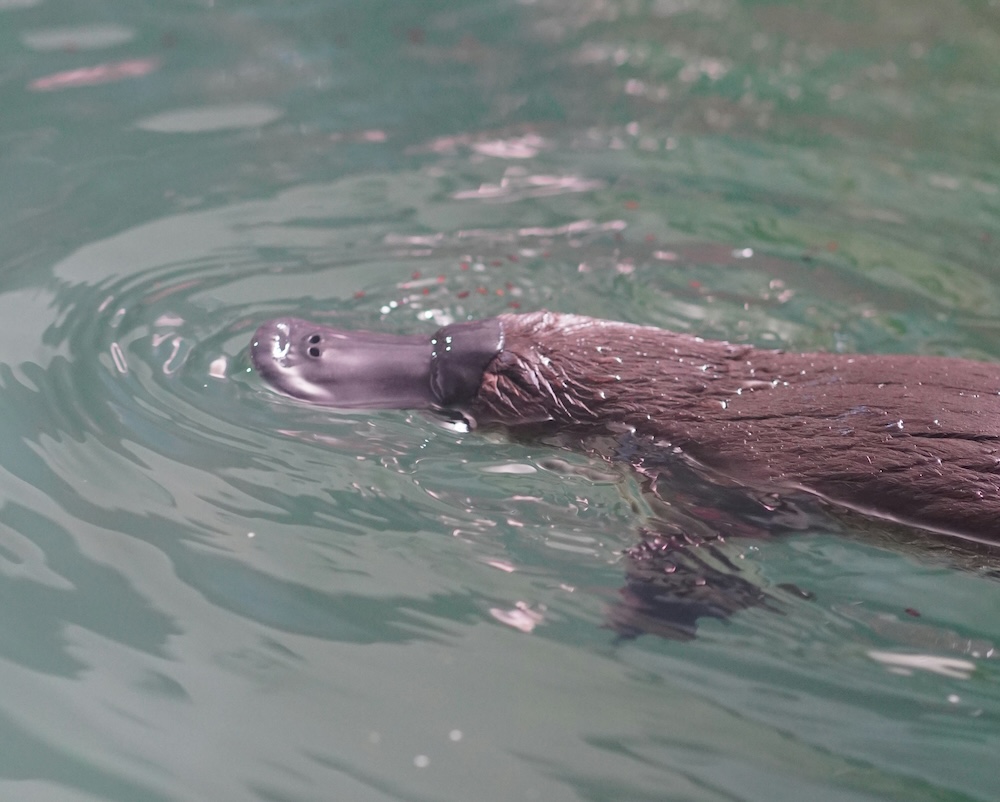 Pippa and Puggles by Edwina Smith | Australian Children’s Poetry