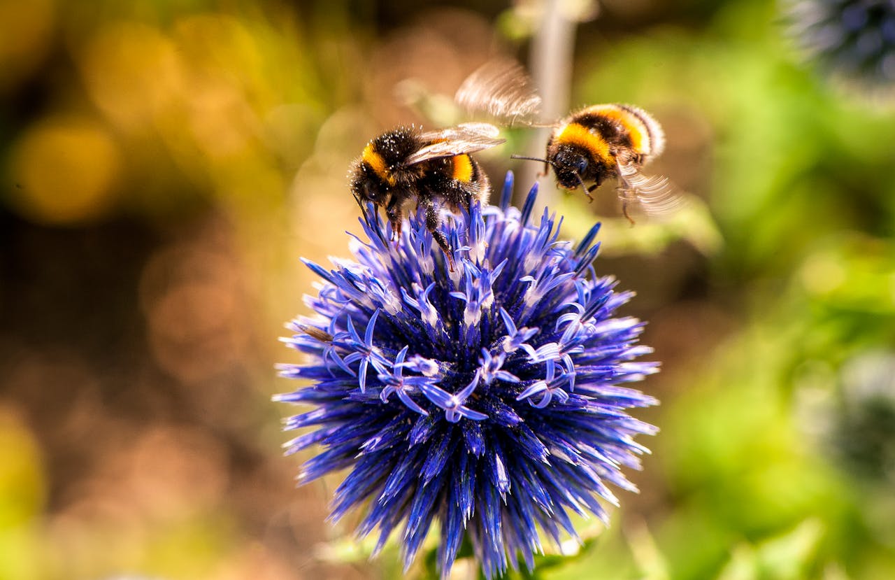 Bees by Graham Seal | Australian Children’s Poetry