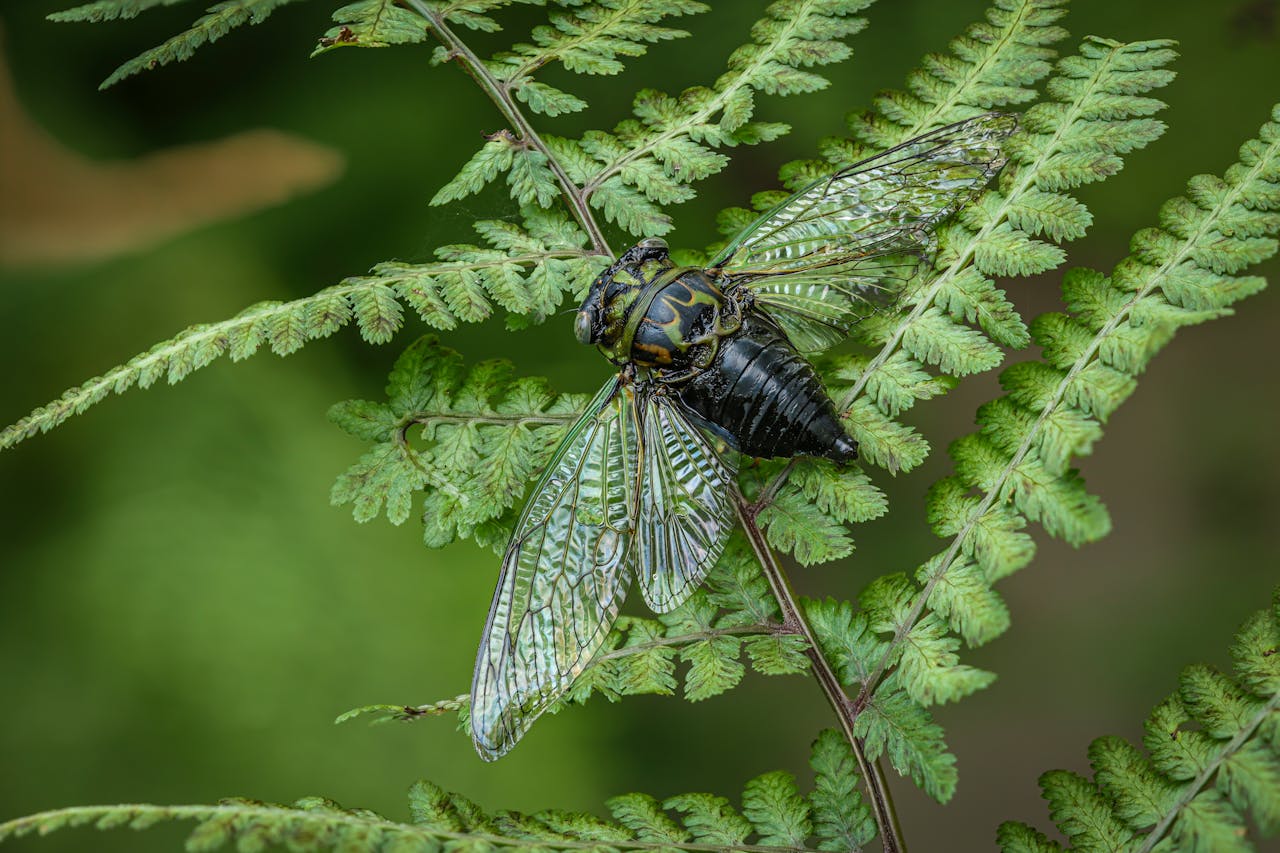 cicadas | Australian Children’s Poetry